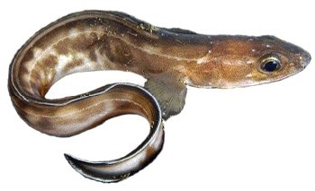 PEIXE CONGRO ROSA (Genypterus blacodes) | Klima Naturali™