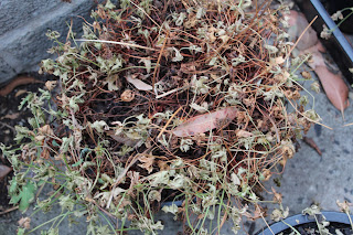 Florez Nursery: Sun damage on plants