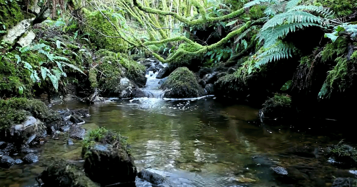 GIF ANIMADO: RIO COM CORREDEIA-GIF