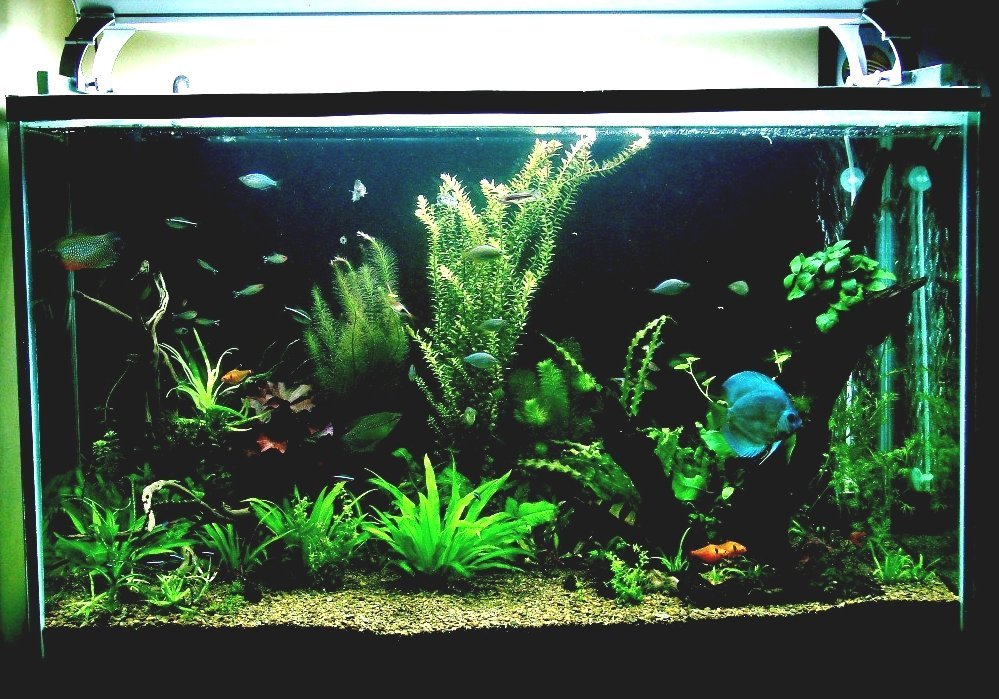 Community Aquarium - Community Fish