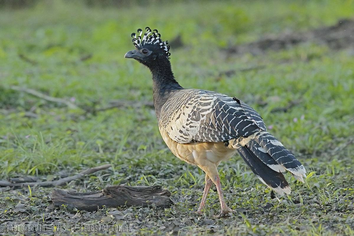 mis fotos de aves: Crax fasciolata Muitú Bare-faced Curassow