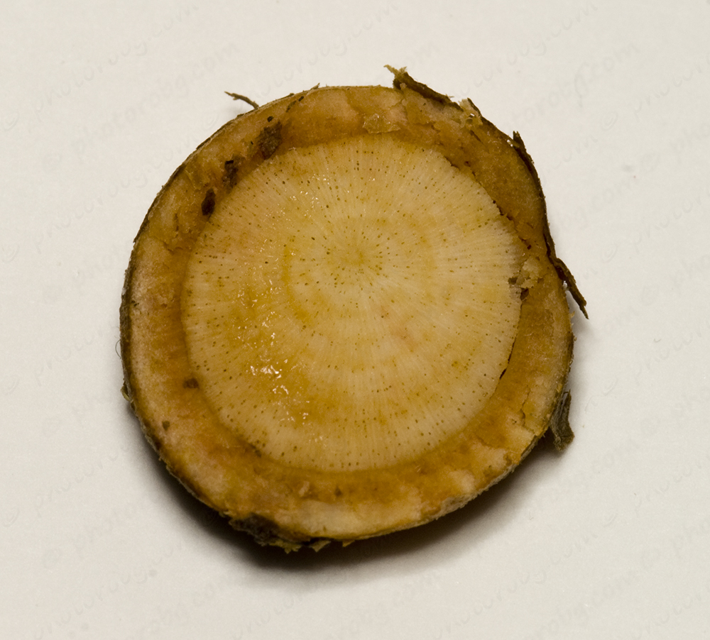 The 3 Foragers: Foraging for Wild, Natural, Organic Food: Sassafras