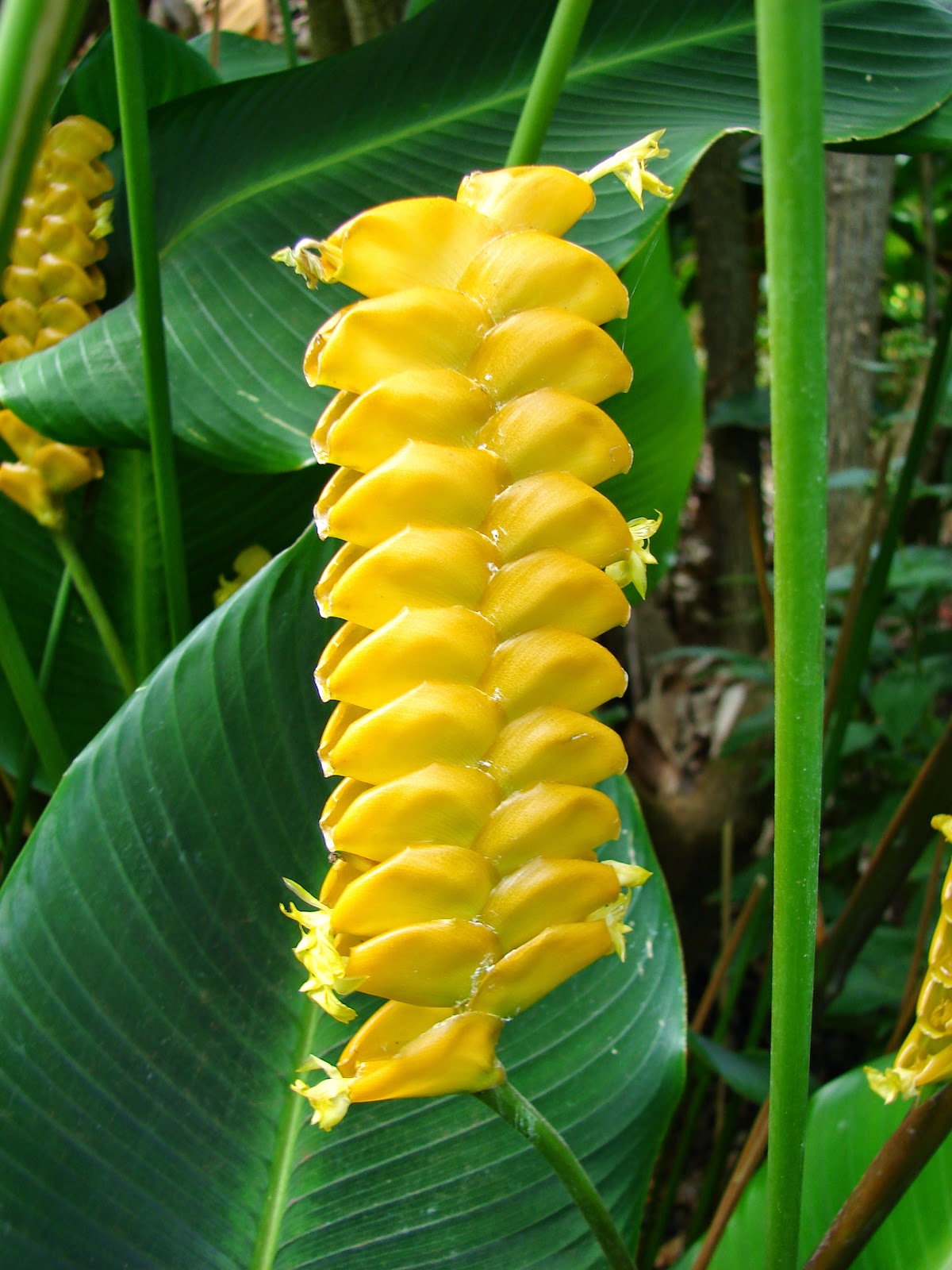 Flora de Puerto Rico Ilustrada Papo Vives: MARANTACEAE CALATHEA CROTALIFERA