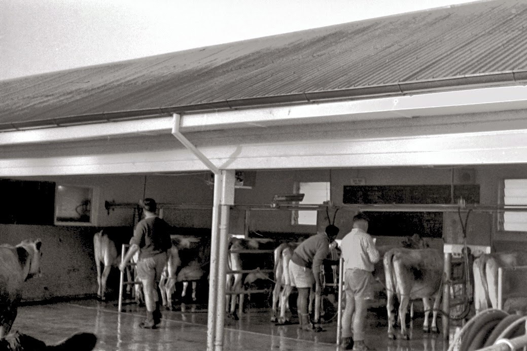 Woolshed 1: Agricultural history in New Zealand. Herd testers. Peter ...