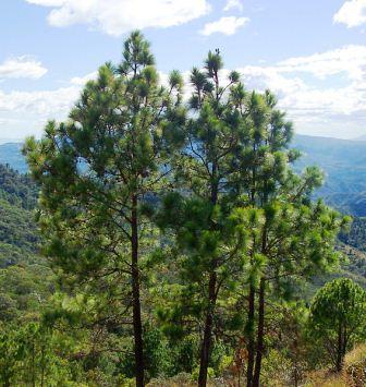 Pinus merkusii | Pustaka Flora | Database Tanaman Landscape