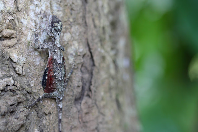 Fr33dom: Real Life Dragon Found in Indonesia