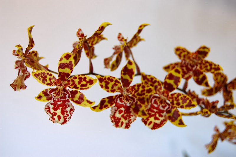 The Indoor Garden: Wildcat orchid---Oncidium lanceanum x wildcat