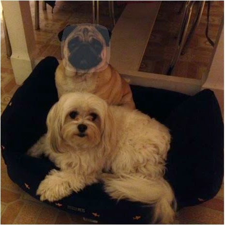 A Bowl of Noodles©: Bad Editing