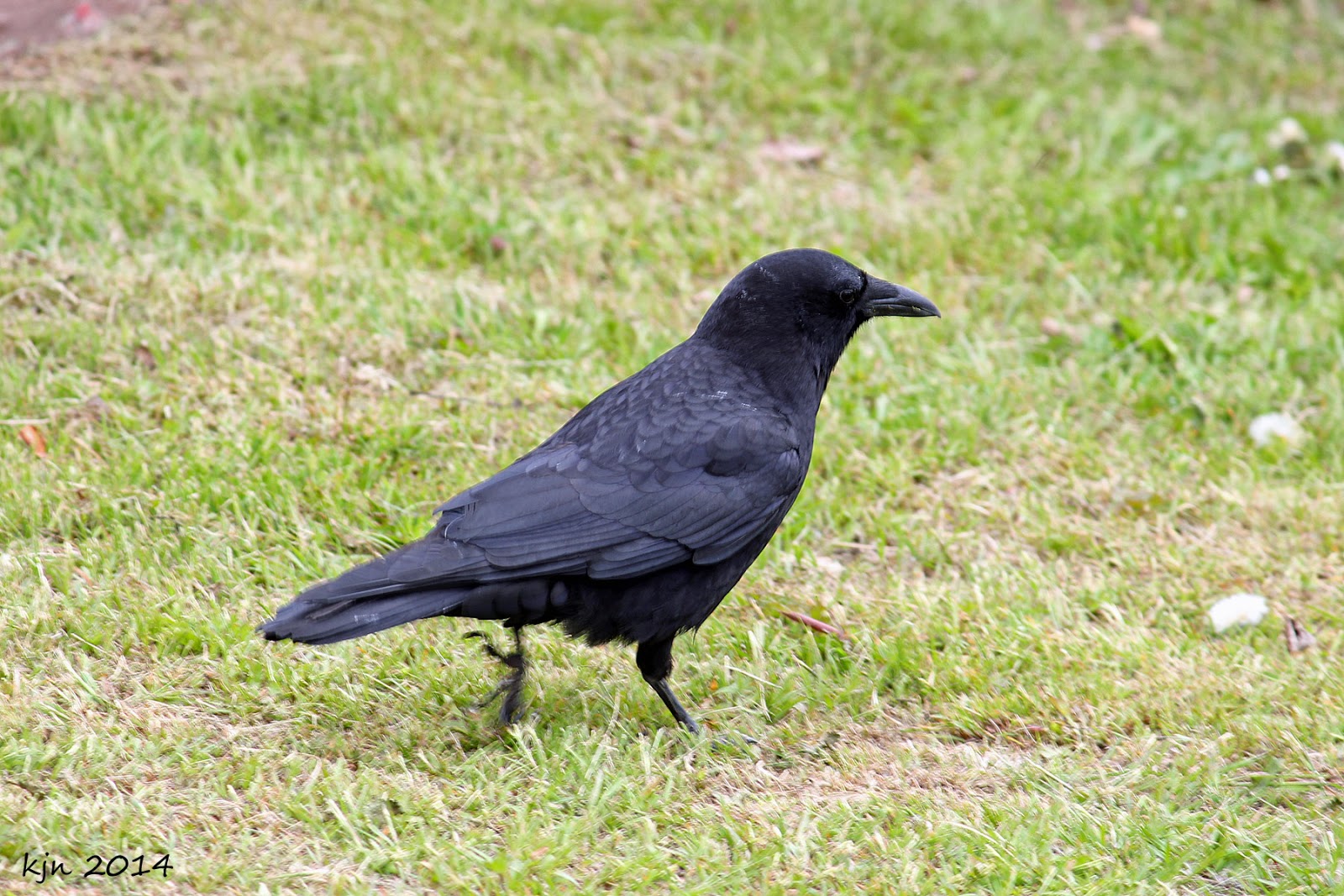 The Outskirts of Suburbia: Blackbird Fly