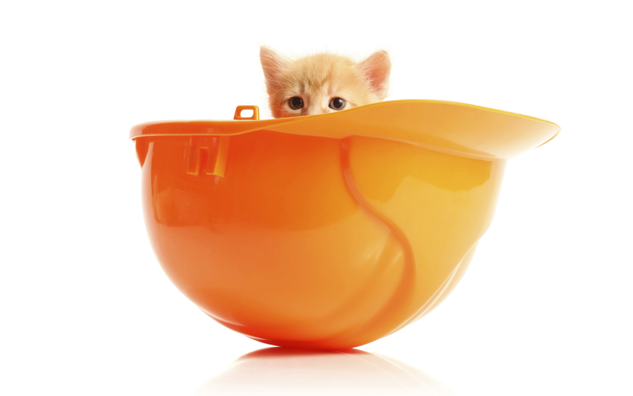 Cats: Tips & Tricks - A Safe Home!