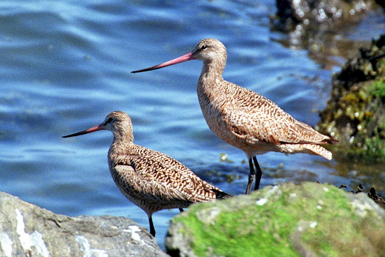 The Azure Gate: Marbled Godwit