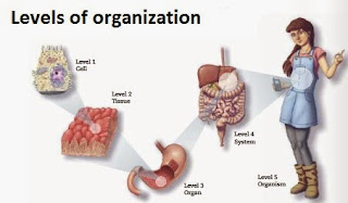 SGAguilar Javier Ramos: Unicellular and multicellular organism