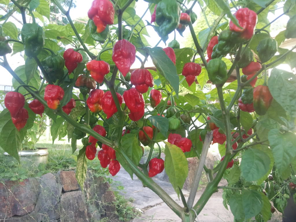 kiskaneo: 10 semillas de Trinidad Scorpion, el chile más picante del mundo!