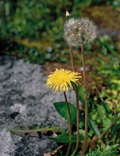 Günlük Bitkisi,Günlük nedir? Nasıl Kullanılır? Faydaları