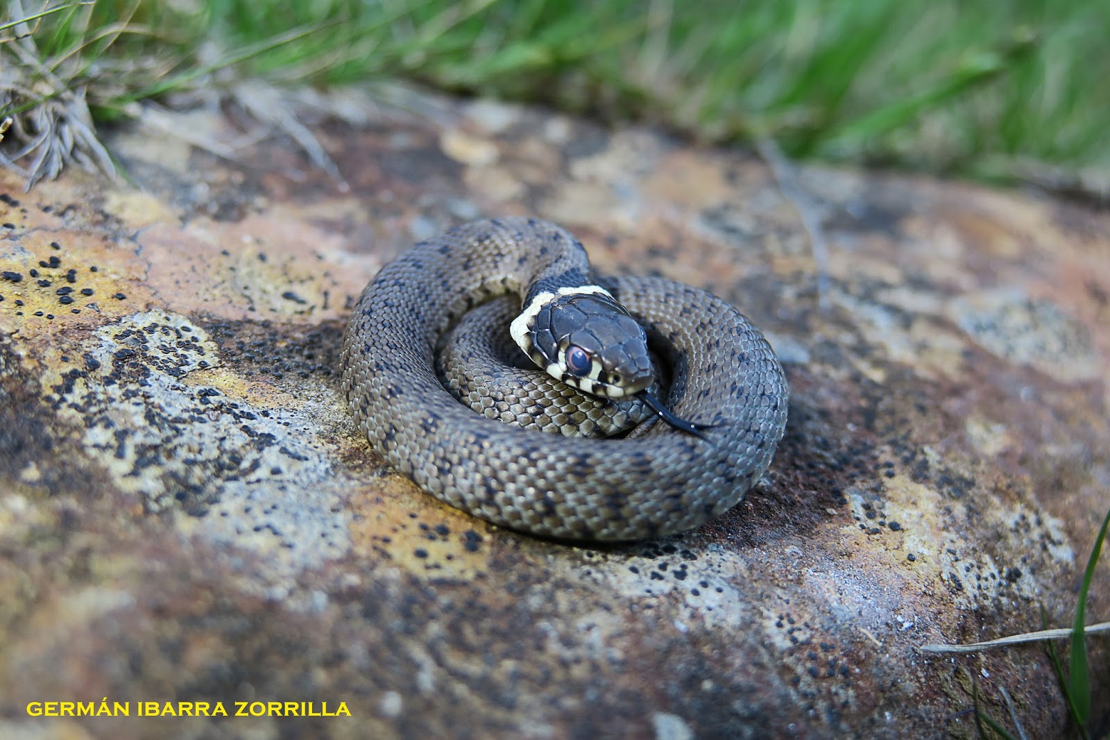 FAUNA COMPACTA el blog de Germán Ibarra Zorrilla: Culebra de collar ...