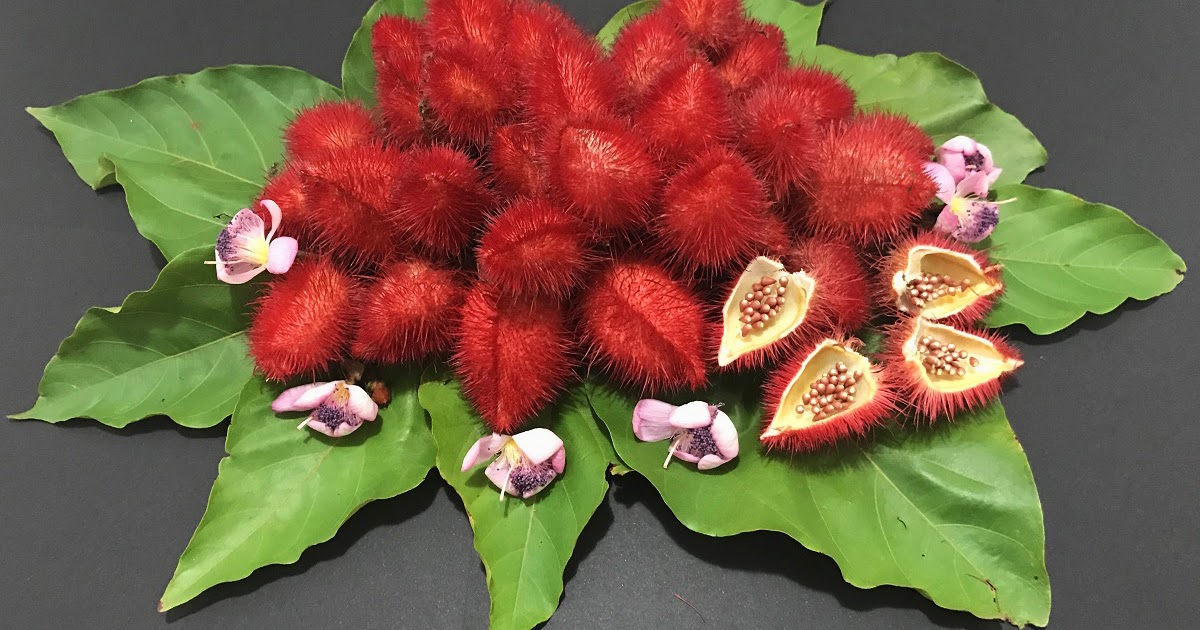 Viveiro Ciprest - Plantas Nativas e Exóticas: Urucum Peruano ou Colorau ...