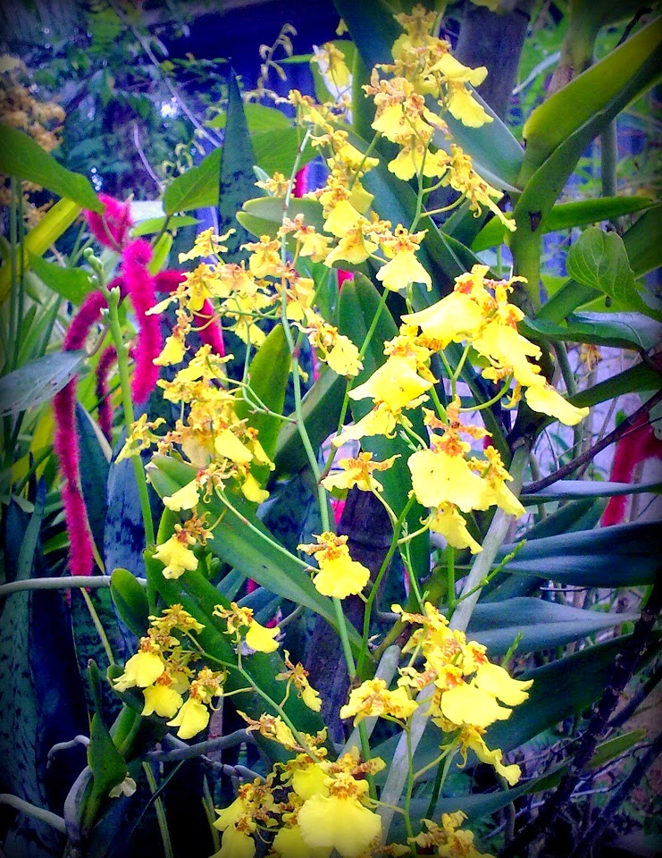 Bunga Orkid @ Anggerik Desa Kembali Mekar - Relaks Minda