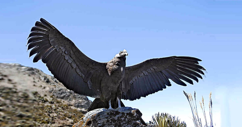 LA ESCASEZ DE COMIDA EMPUJA AL CÓNDOR DESDE CHILE A LA ARGENTINA - FM ...