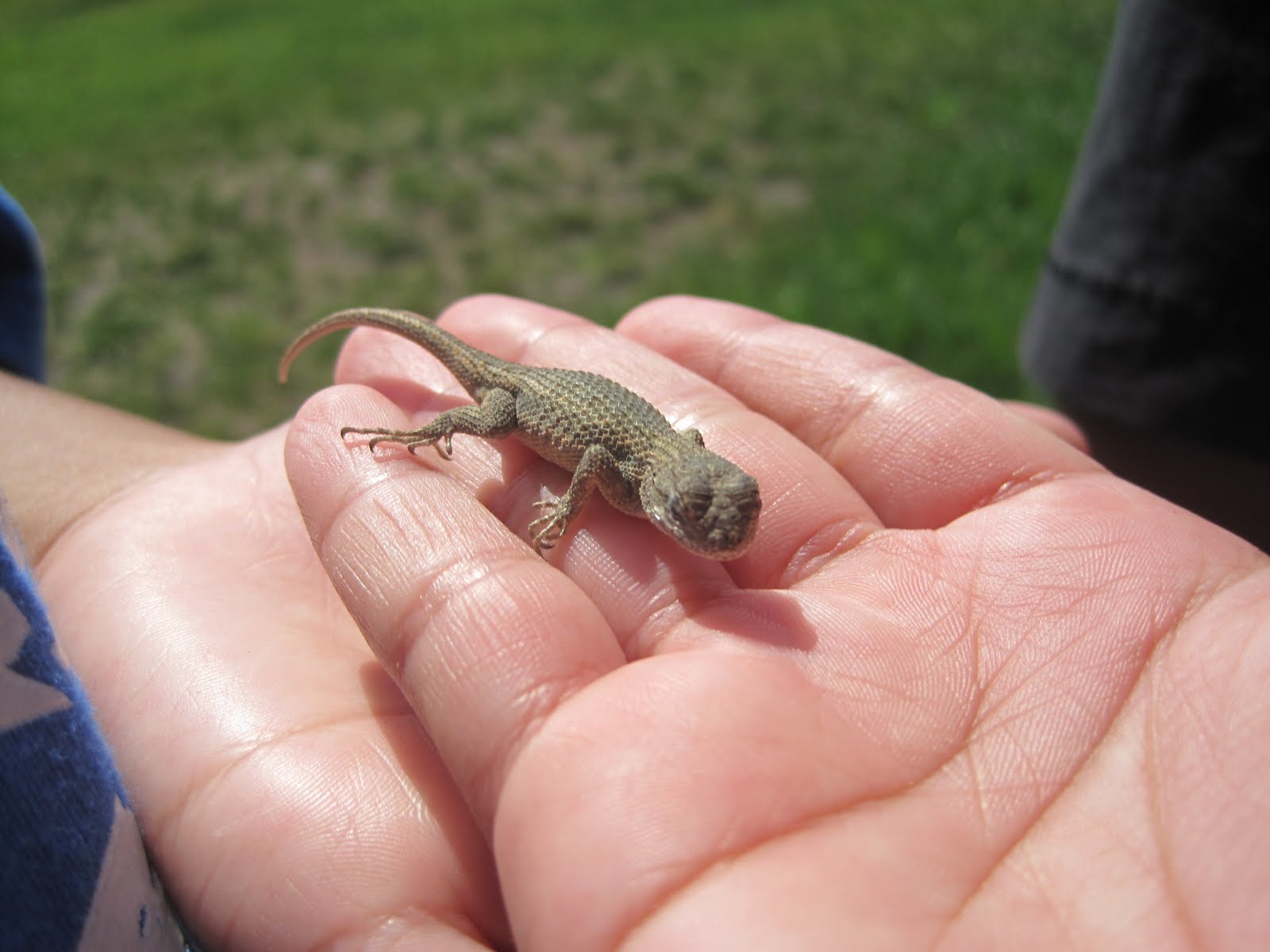 Backyard Learning - Bugs and Lizard