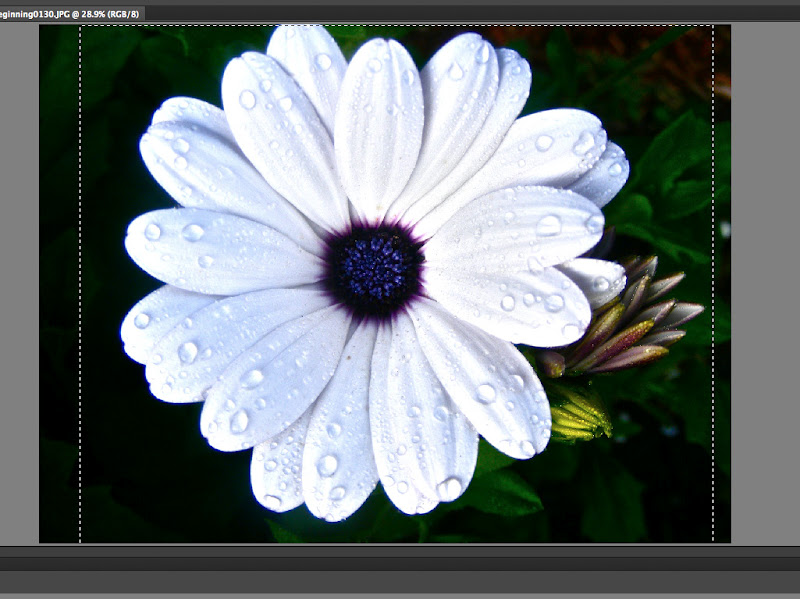 Grizz 'n' Dove: Photoshop Tutorial: DIY Color Cards