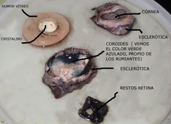 Aula Virtual Colegio Moralba-Ciencias: OCTAVO