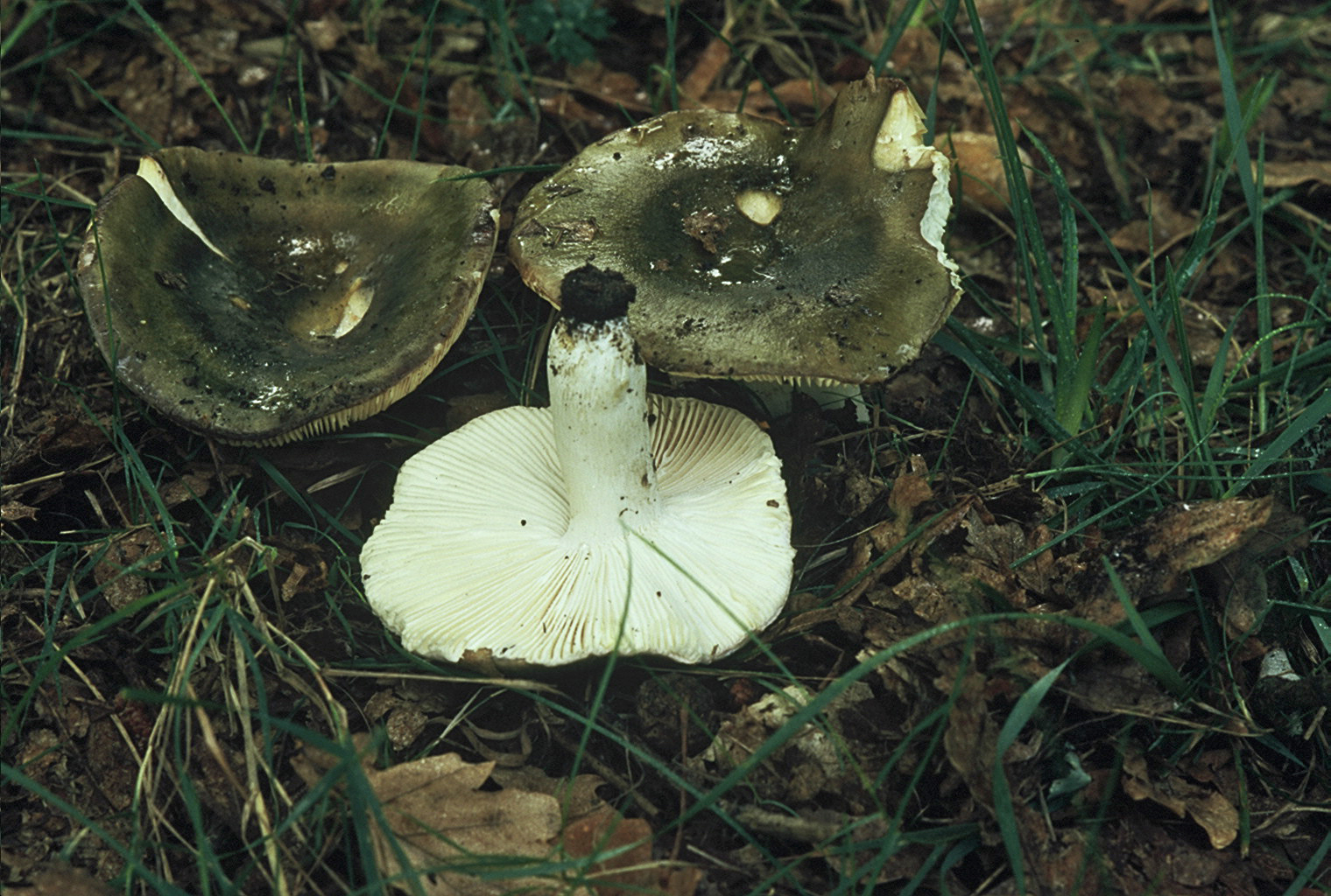 FUNGOS DE GALLAECIA Y NORTE DE LUSITANIA: CINCO EXCELENTES HONGOS DEL ...