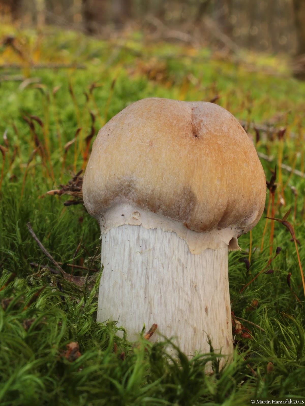 Martin Hamadak - Fotogalerie: Sluka svraskalá - Cortinarius caperatus