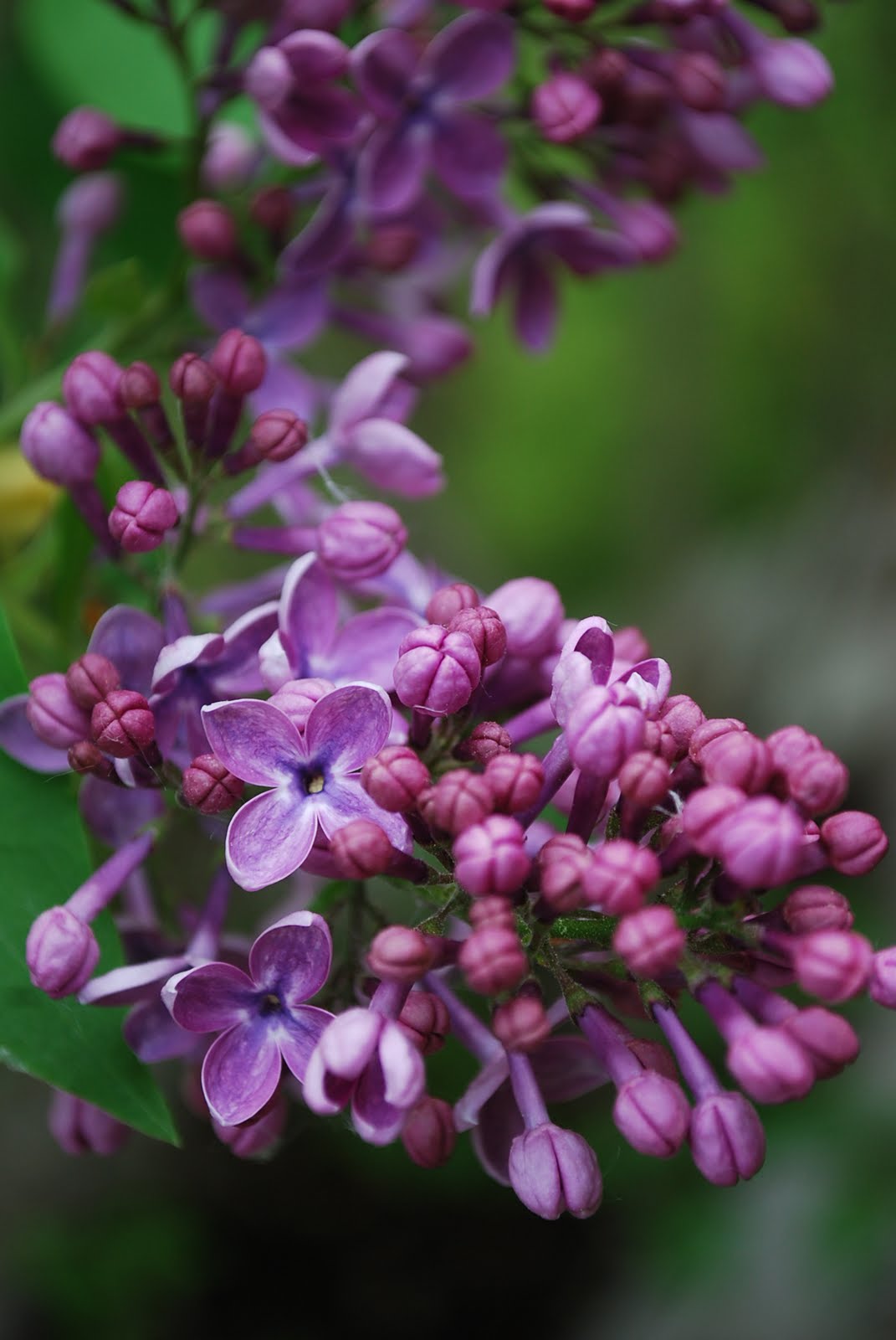 Var Dag i Mitt Liv: Syrener