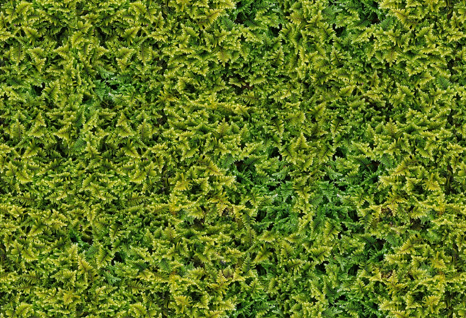 Zoë Design: Day 71 ~ Wallpaper-a-day "Vertical Garden-Moss"