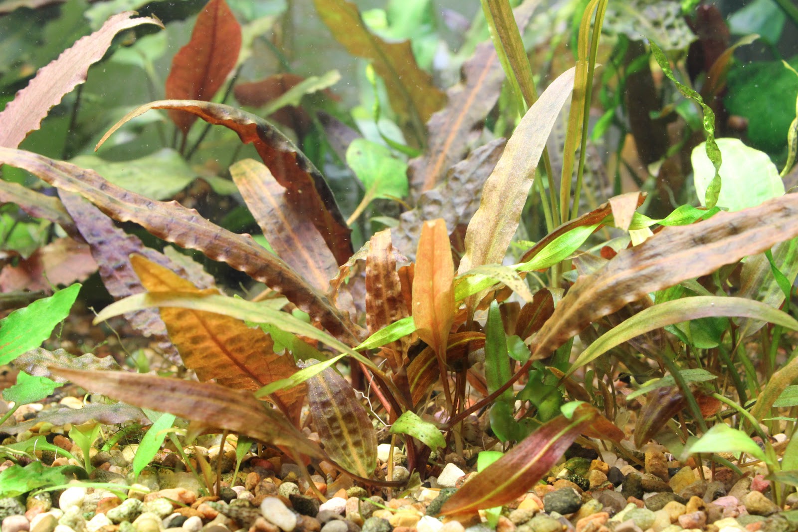 Криптокорины в России : Cryptocoryne affinis (Криптокорина родственная)