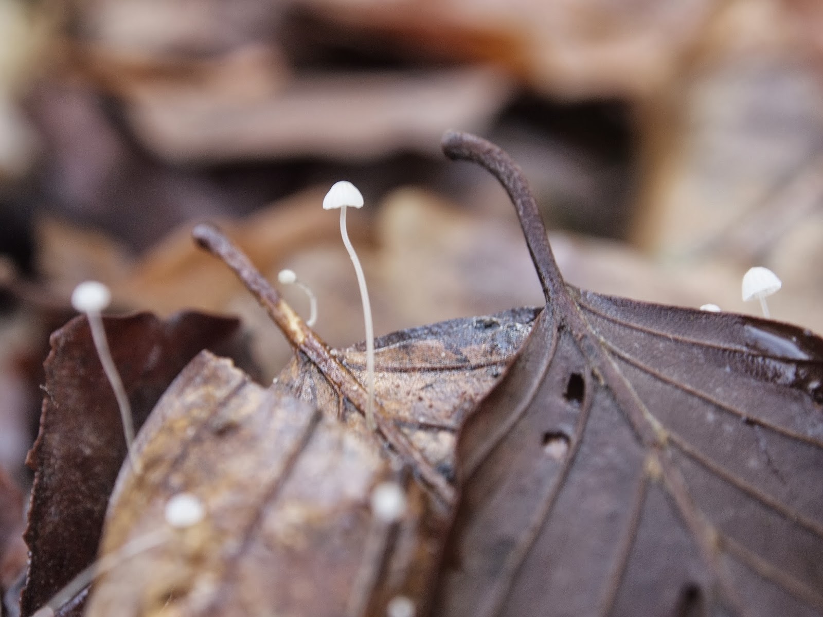 Calderdale Fungi - Halifax Scientific Society - Mycology Section ...
