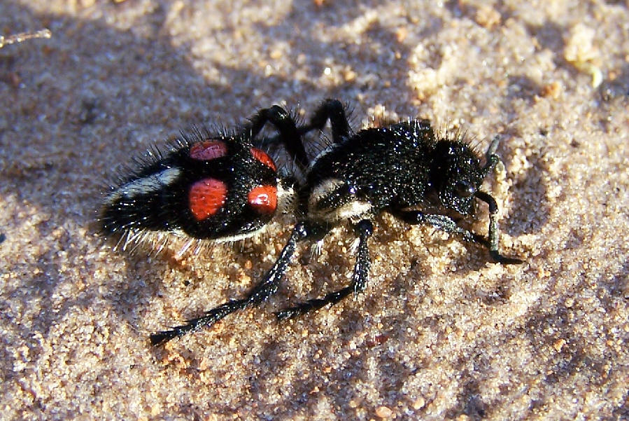 FORMIGA-DE-VELUDO - UMA VESPA PELUDA E COLORIDA