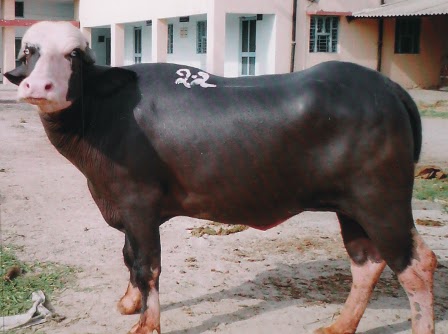 All Detail About Nili Ravi Buffalo ~ Morden Dairy Farming