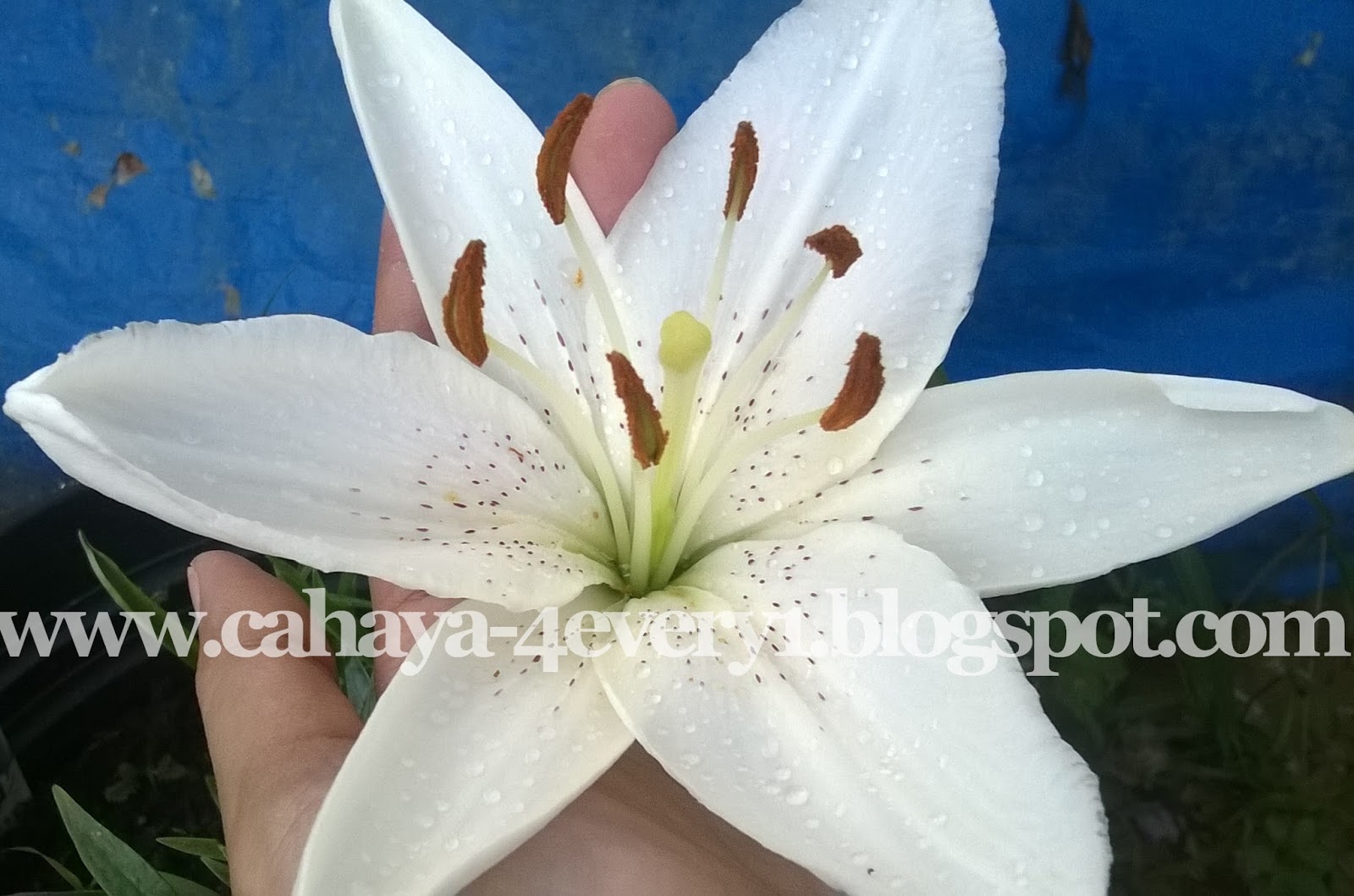 RUMAHKUBAHAGIAKU: Flower adventure : Menanam bunga Lily