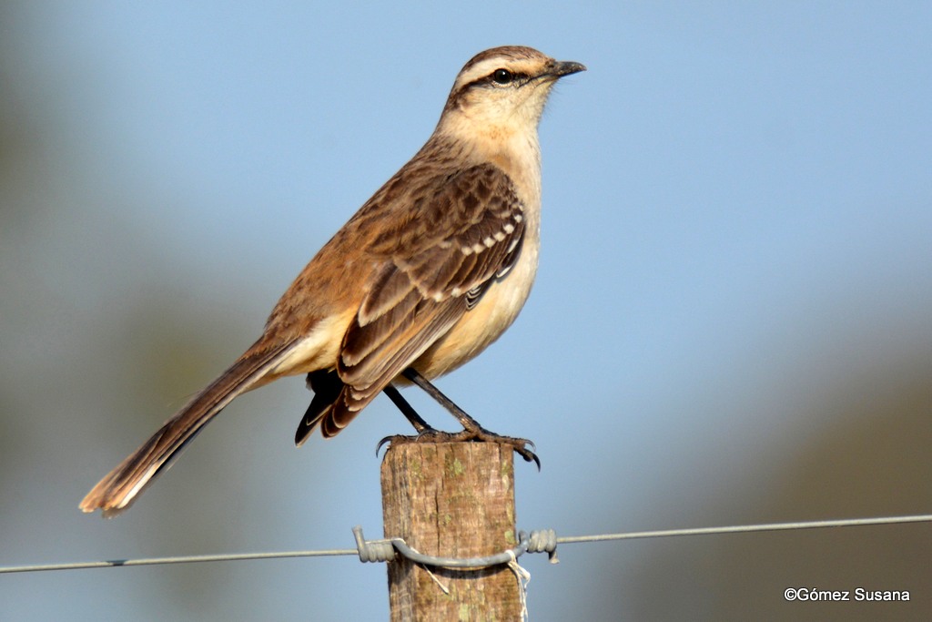 Aves de Lobería.: Calandria Grande (Mimus saturninus)