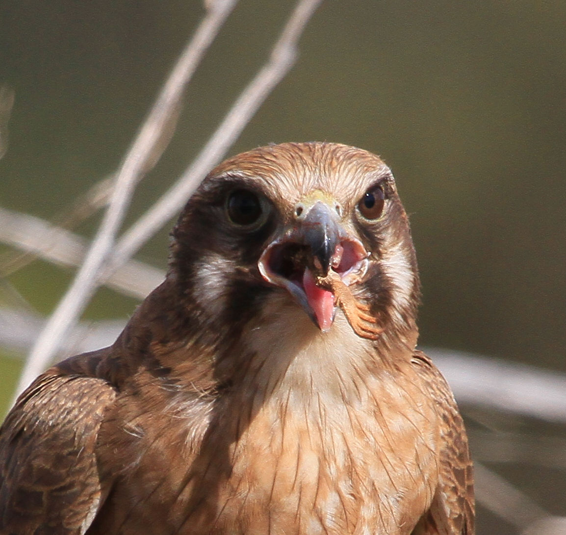 Richard Waring's Birds of Australia: Another Brown Falcon with prey ...