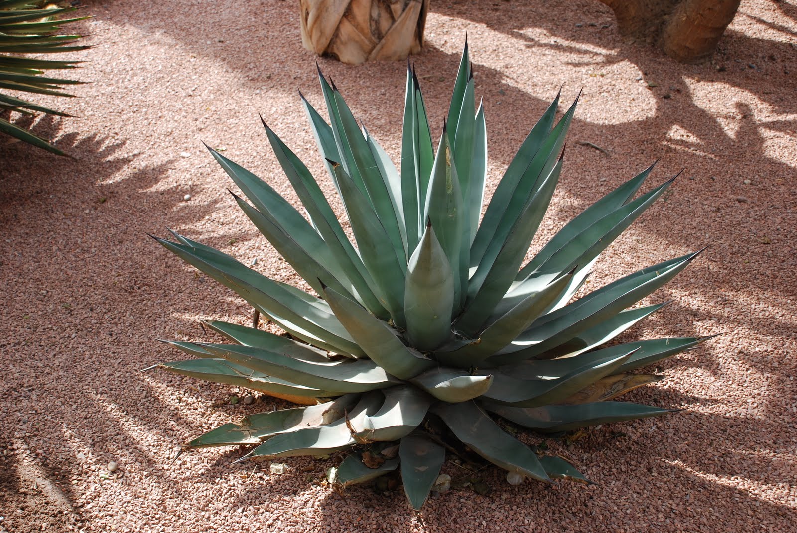 Seed to Feed Me: HOW TO GROW AGAVE FROM SEED
