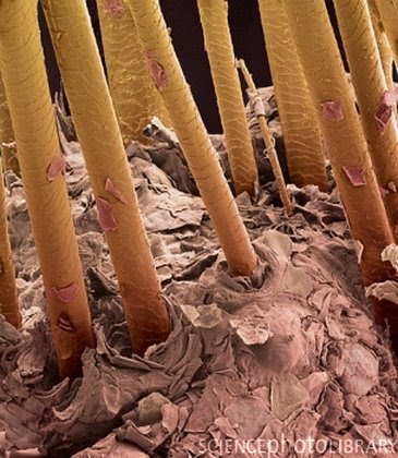 [TIPS]: Pore Care Basic Guide - Novata en Progreso