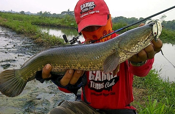 Trik dan Cara Mancing Gabus Di Rawa – KOMBI.ID