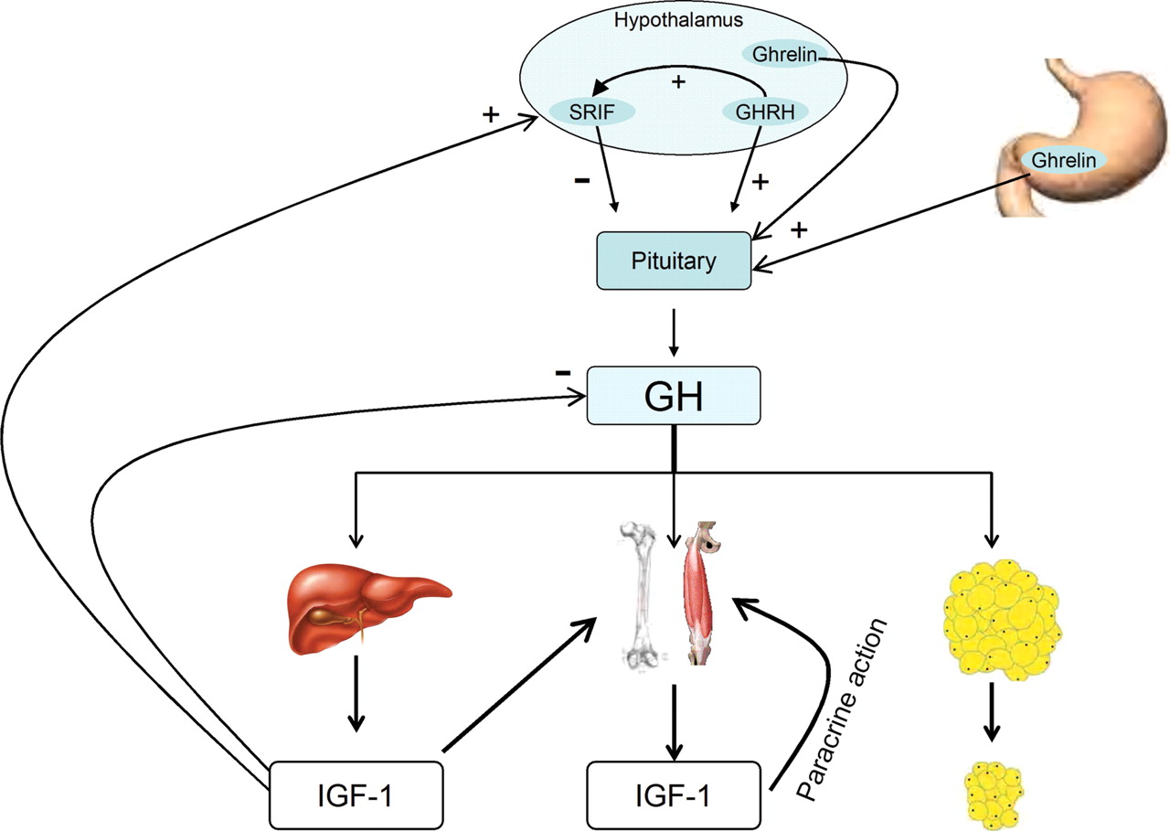 FISIOLOGIA, SECREÇÃO E REGULAÇÃO DO GH-HORMÔNIO DE CRESCIMENTO;DR JOÃO ...