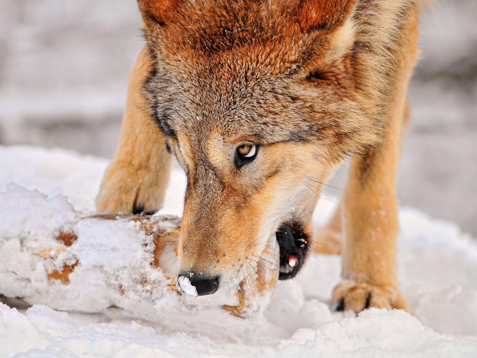 Beautiful Wolf Photography