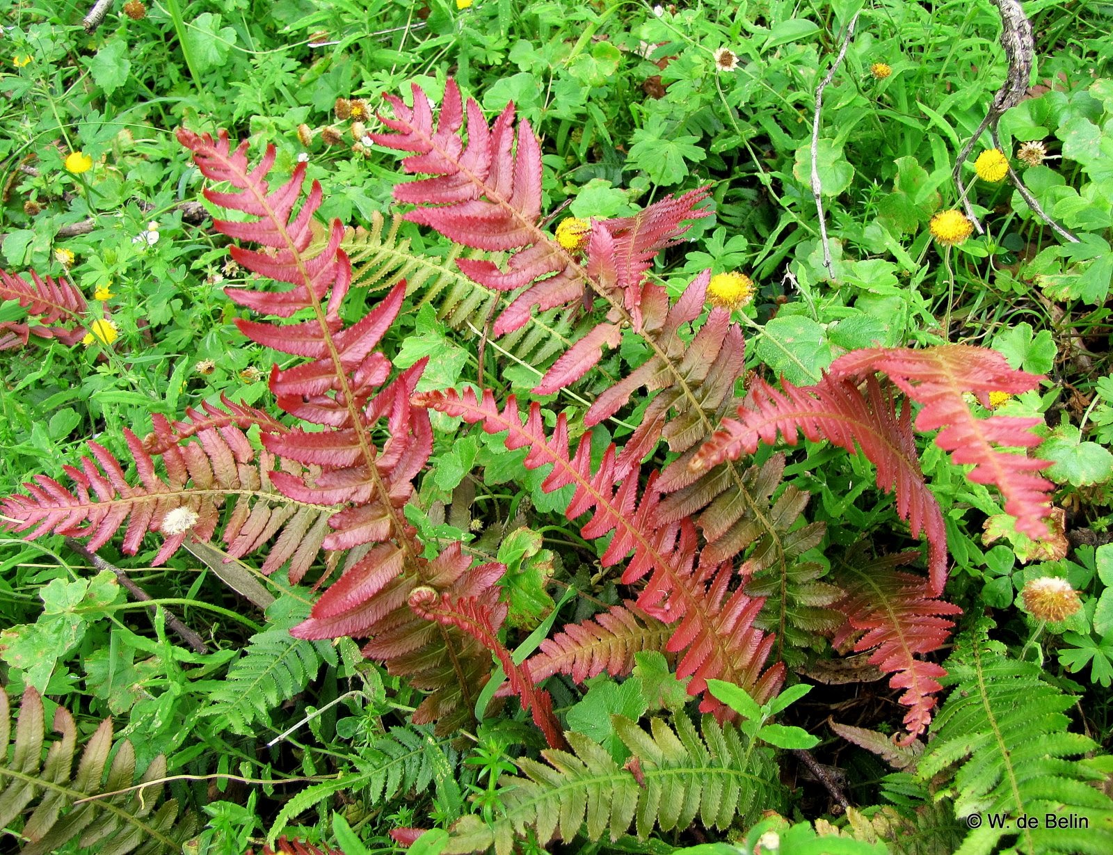 Sydney's Wildflowers and Native Plants: Doodia aspera - Prickly Rasp ...