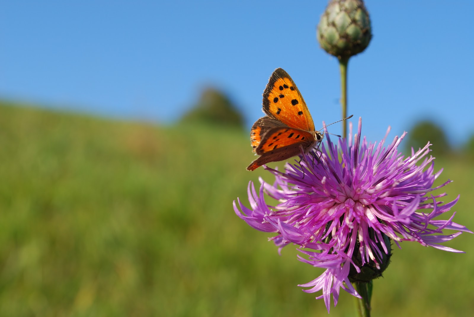 petrainpika.: Metulj.
