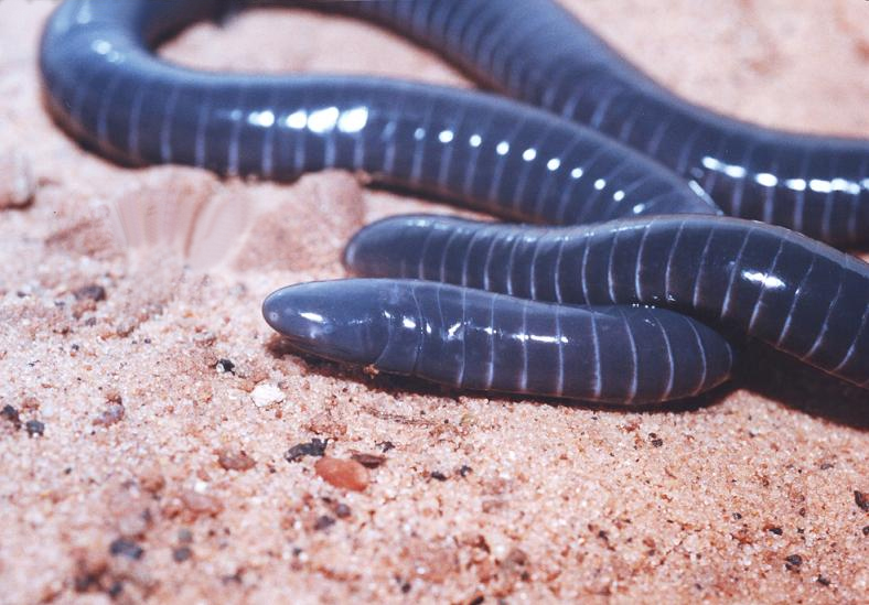 Musings of a Biologist and Dog Lover: Interesting Animals: Caecilians