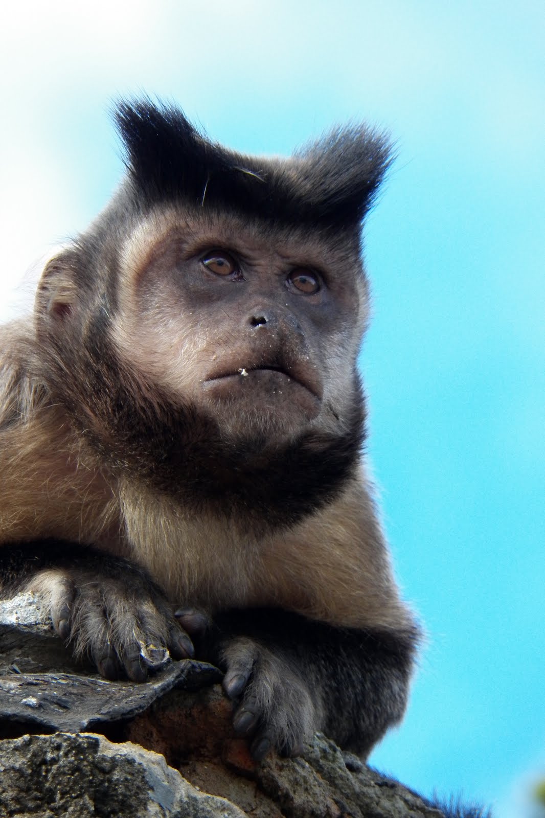 RAFA GUESTS IN RIO: MORE LOCALS THAT WE CAN FIND - YES WE HAVE MONKEYS ...