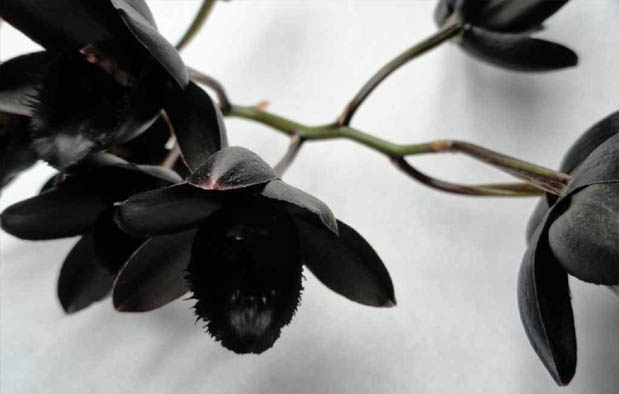 Mengenal Anggrek Hitam dan Fakta Kelangkaannya + Gambar | Gambar Bunga