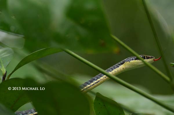 The rainforests of Borneo & Southeast Asia: painted bronzeback tree ...