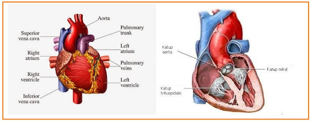 TEST SIRKULASI DARAH - Biology Page