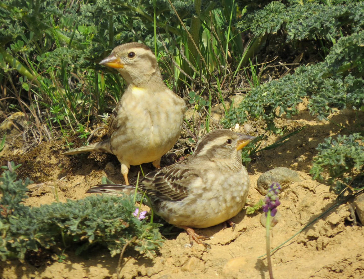 BIRDINGLEON: Gorriones chillones