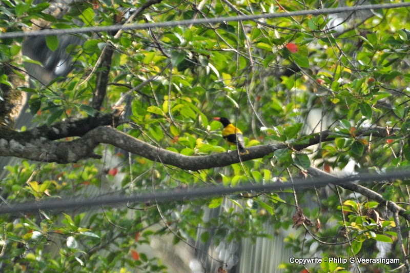 photosofbirdsofsrilanka: 'Yellow bird' - 'Black-hooded Oriole', on a ...